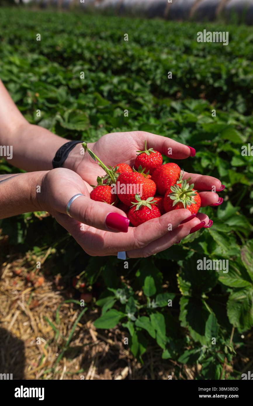 Woman harvesting strawberries in field hi-res stock photography and ...