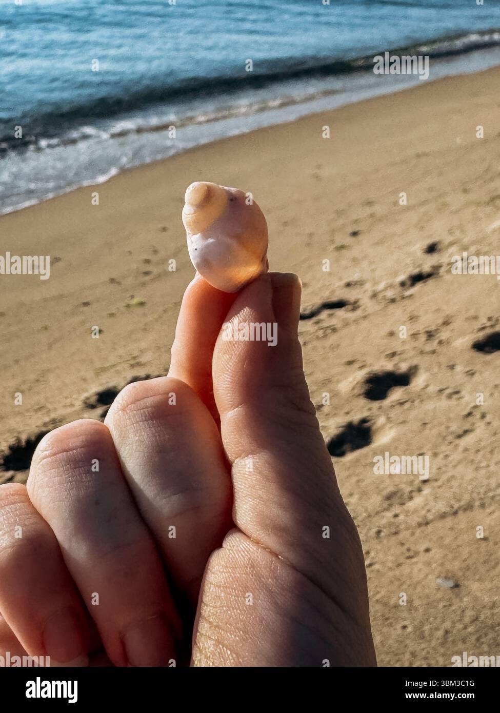 Hand Holding a Seashell on the Beach Holding a pastel seashell on sandy ...