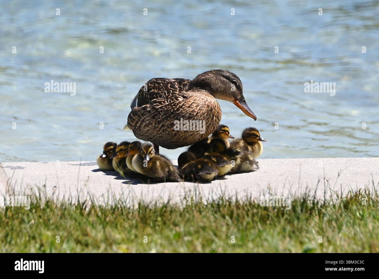 Ente,Muttertier und Ihre Entenkueken am Riemer See Buga See im Osten ...