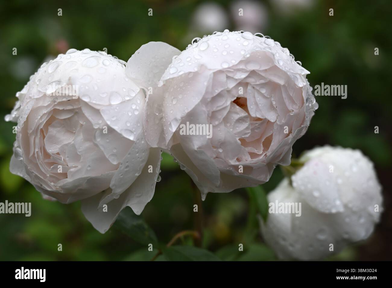 White nodding summer flowers of rose, rosa Desdemona UK garden June ...