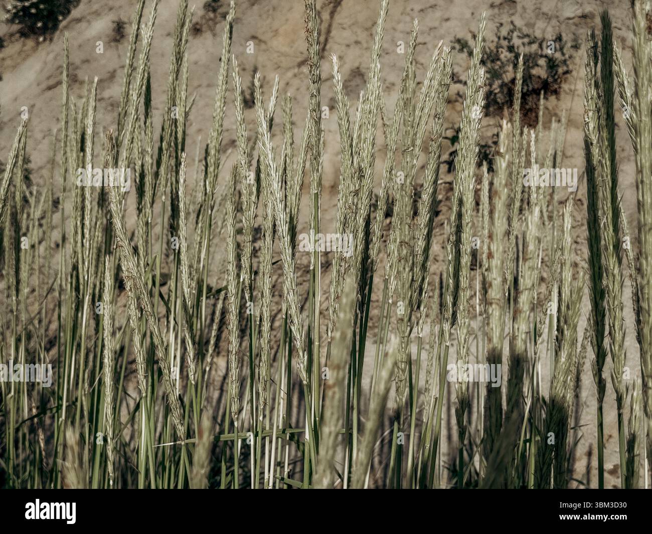 Detailed macro view of wild grass seed spikes rising vertically in ...