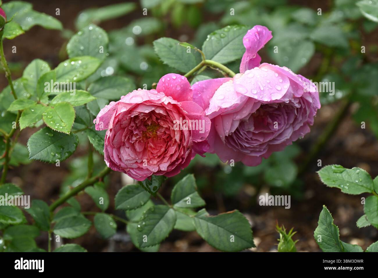 Pink summer flowers of rose. Rosa Emma Bridgewater UK garden June Stock ...