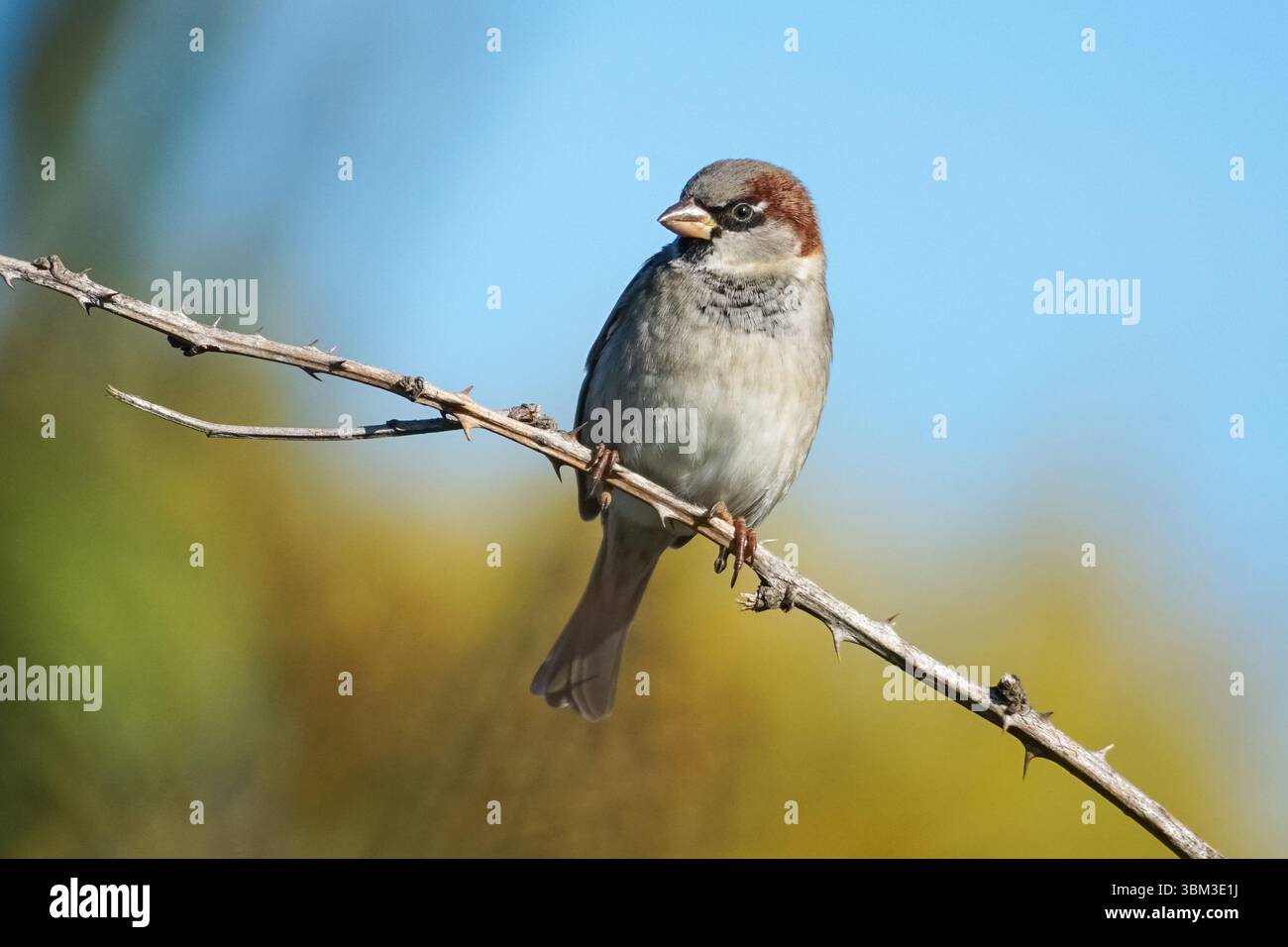 Sparrow sitting on branch spring hi-res stock photography and images ...