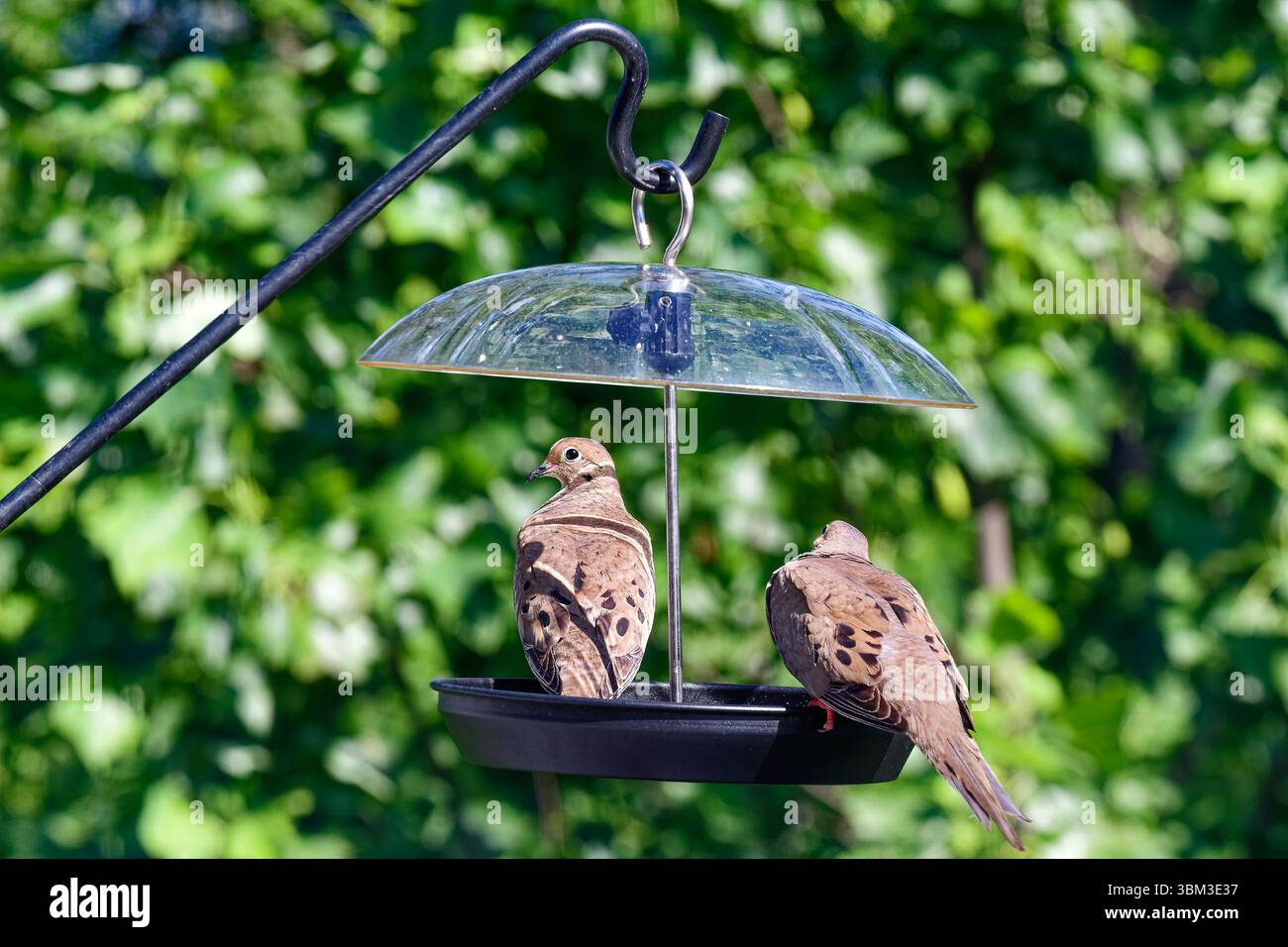 2 Mourning Doves, at bird feeder, bowl with dome cover, wildlife, avian ...