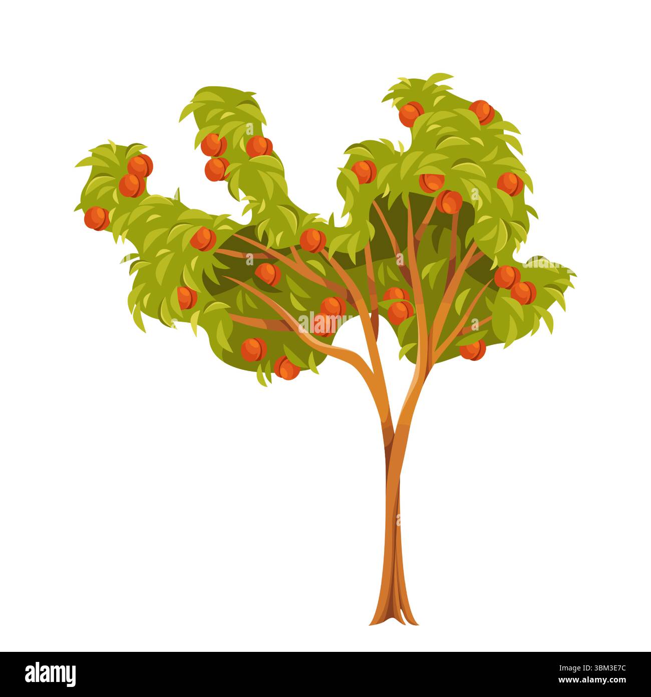 Peach horticulture Stock Vector Images - Alamy