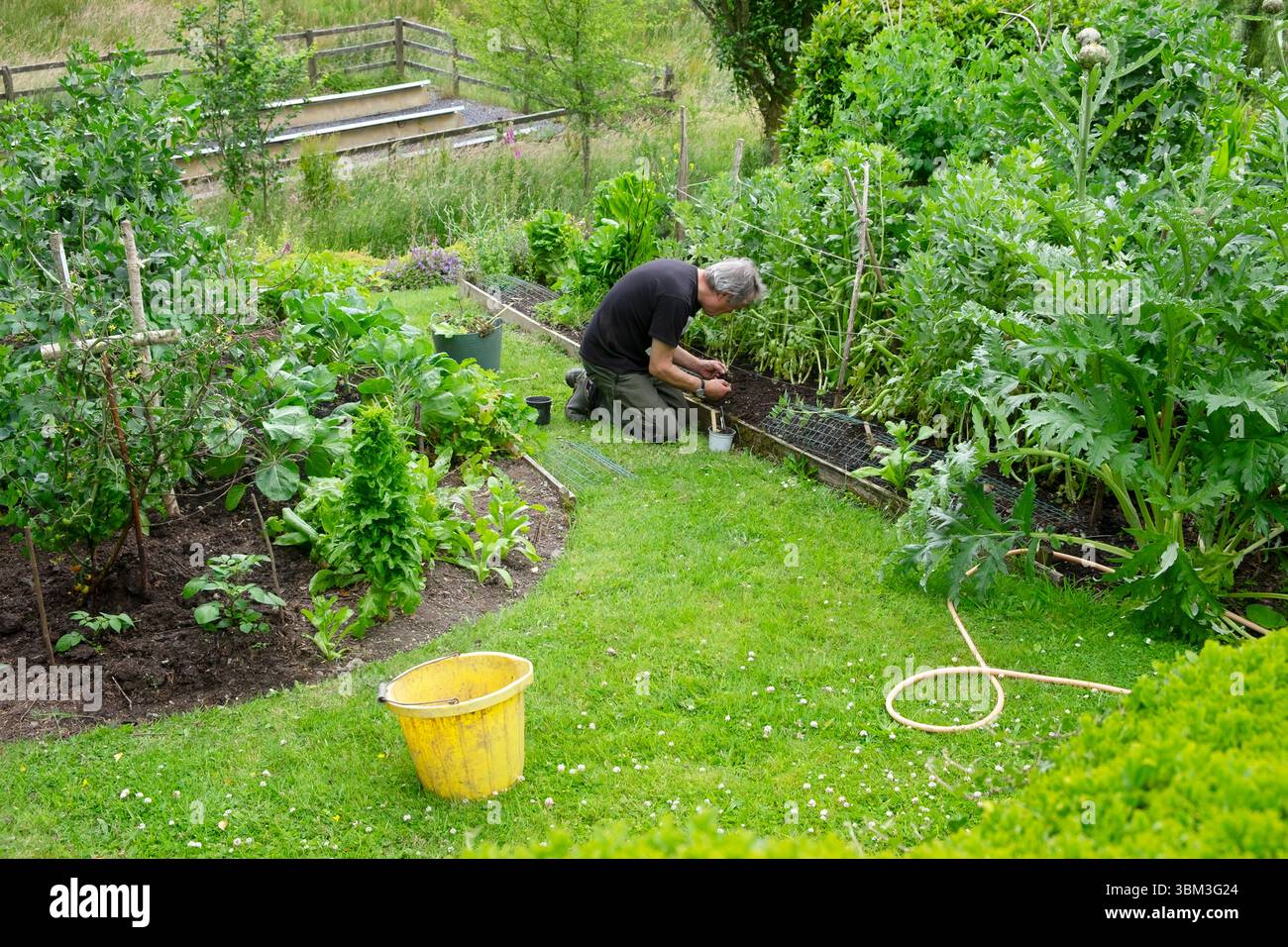 Older man gardening kneeling working in domestic garden in summer ...