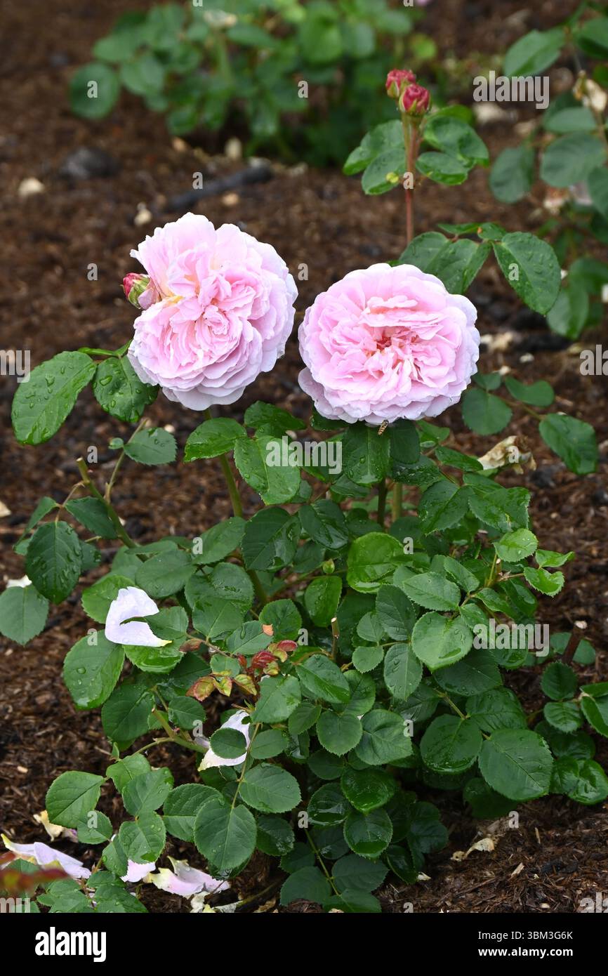 Pink summer flowers of rose, rosa Eustavcia Vye UK garden June Stock ...