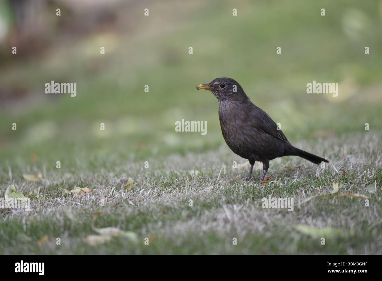 Female Common Blackbird (Turdus merula) Standing on Short Grass in Left ...