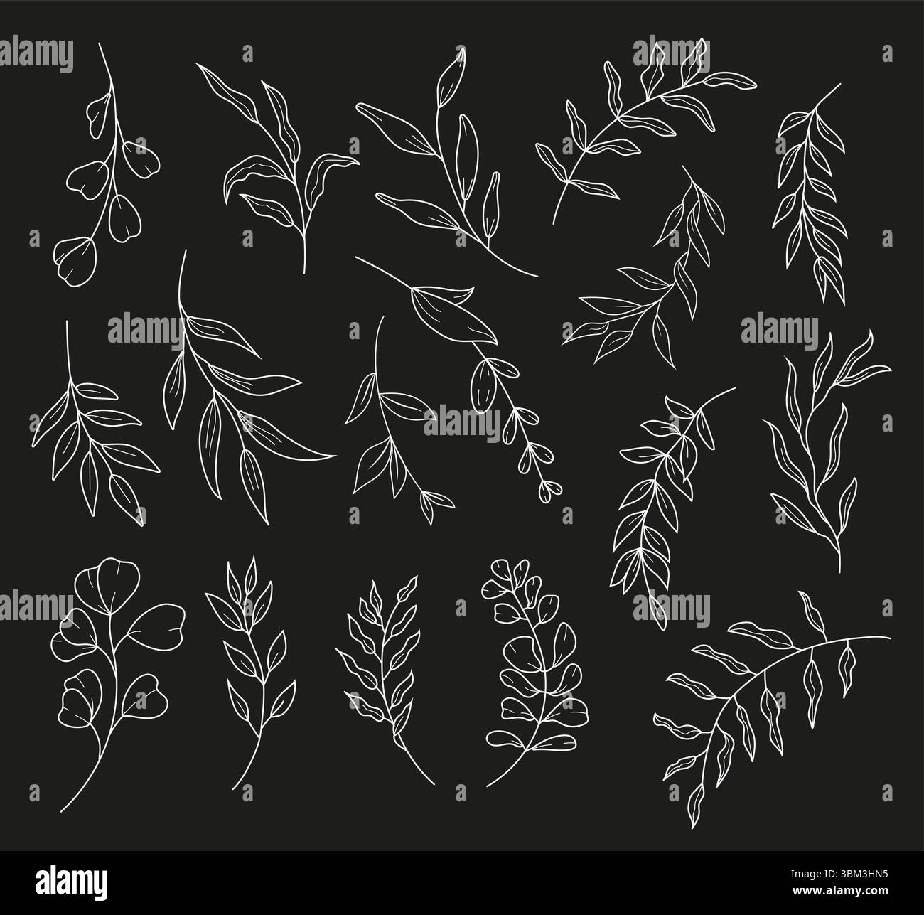 Hand drawn white botanical line art illustration of eucalyptus branches ...