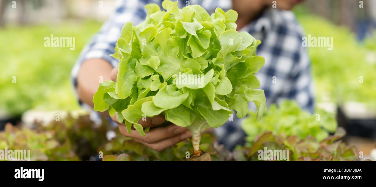 Organic farming, salad farm. Farmers harvest show salad vegetables ...