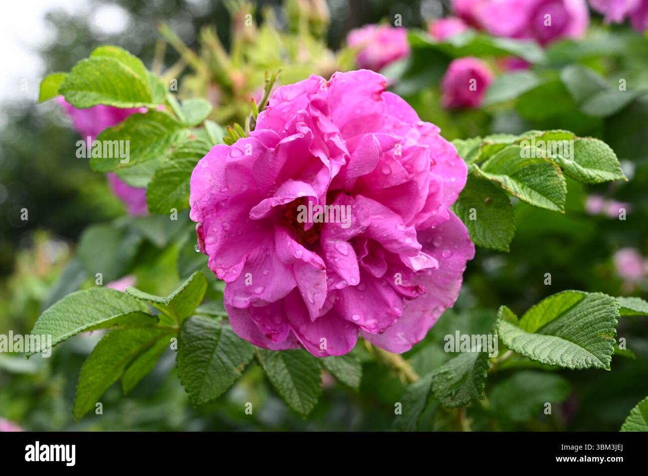 Bright pink summer flowers of hybrid rugosa rose, rosa belle poitevine ...