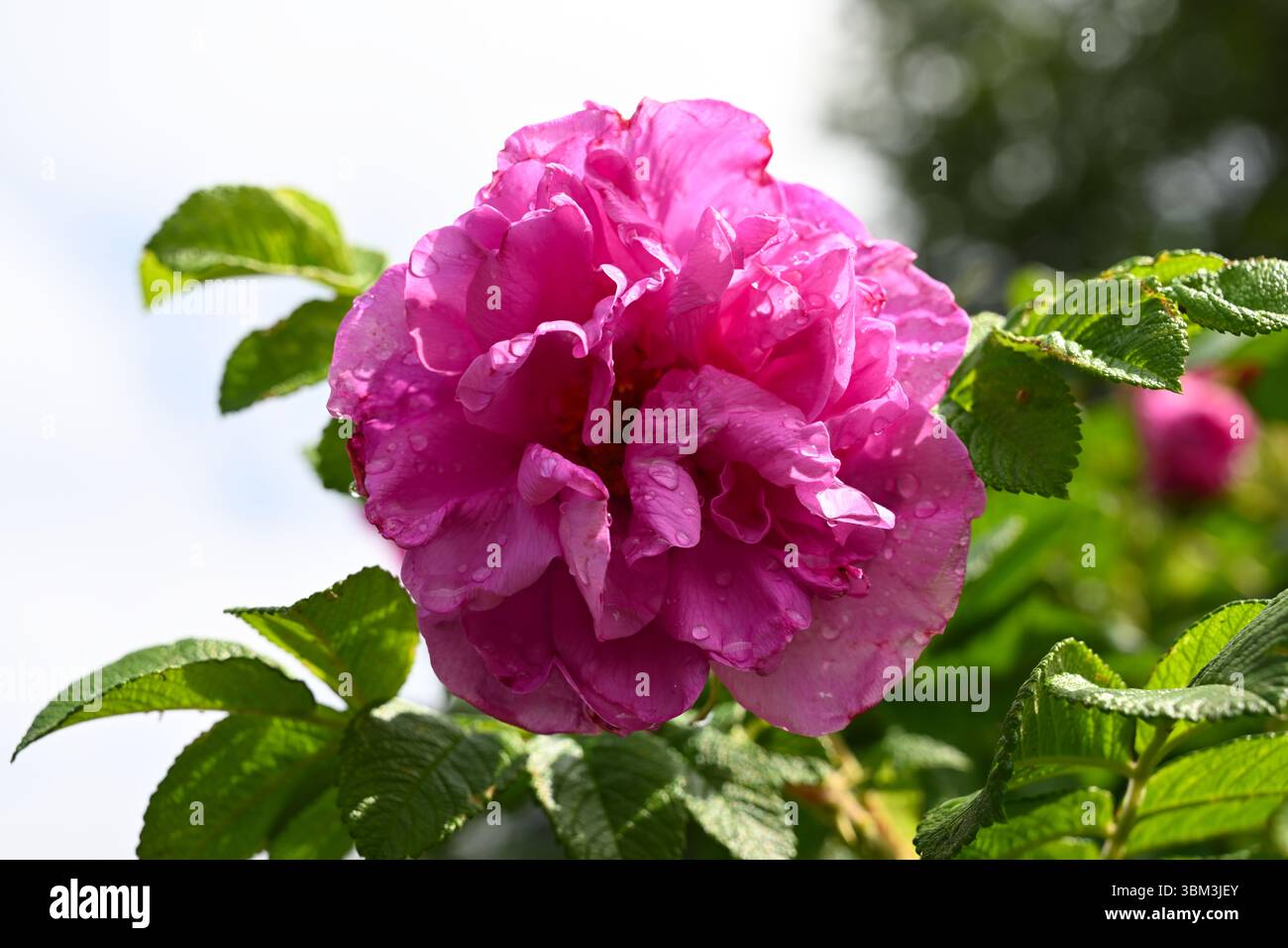 Bright pink summer flowers of hybrid rugosa rose, rosa belle poitevine ...