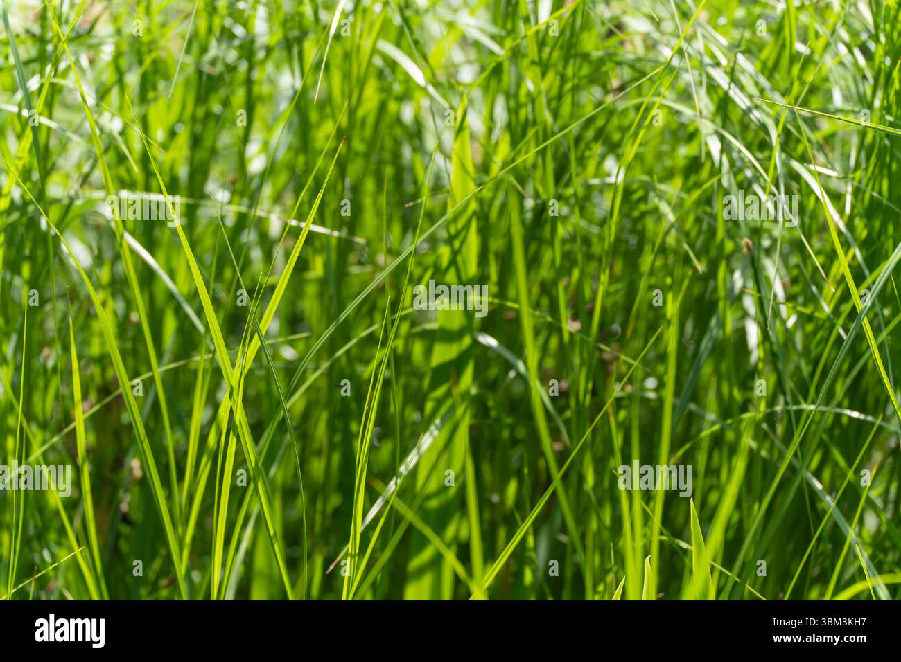 Tall Blades of Grass. Long, green blades of grass fill the frame and ...