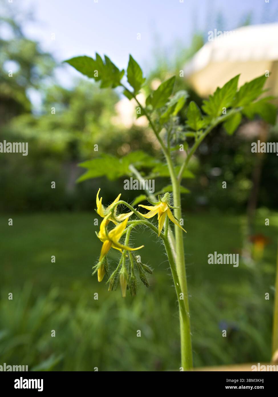 Close view of a tomato plant branch with yellow flowers and tender ...