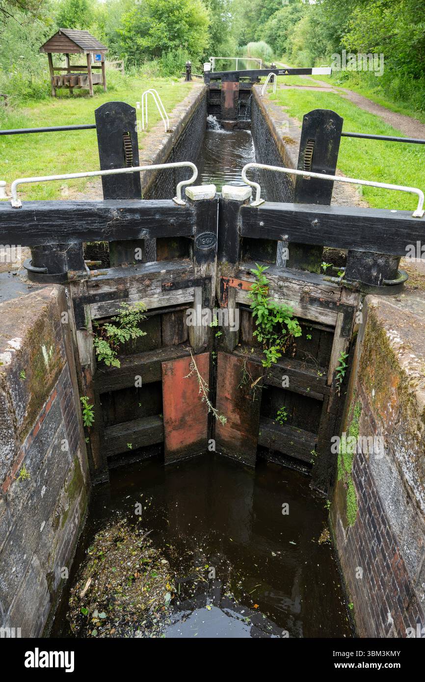 A leaking canal lock with wooden gates overgrown vegetation, situated ...