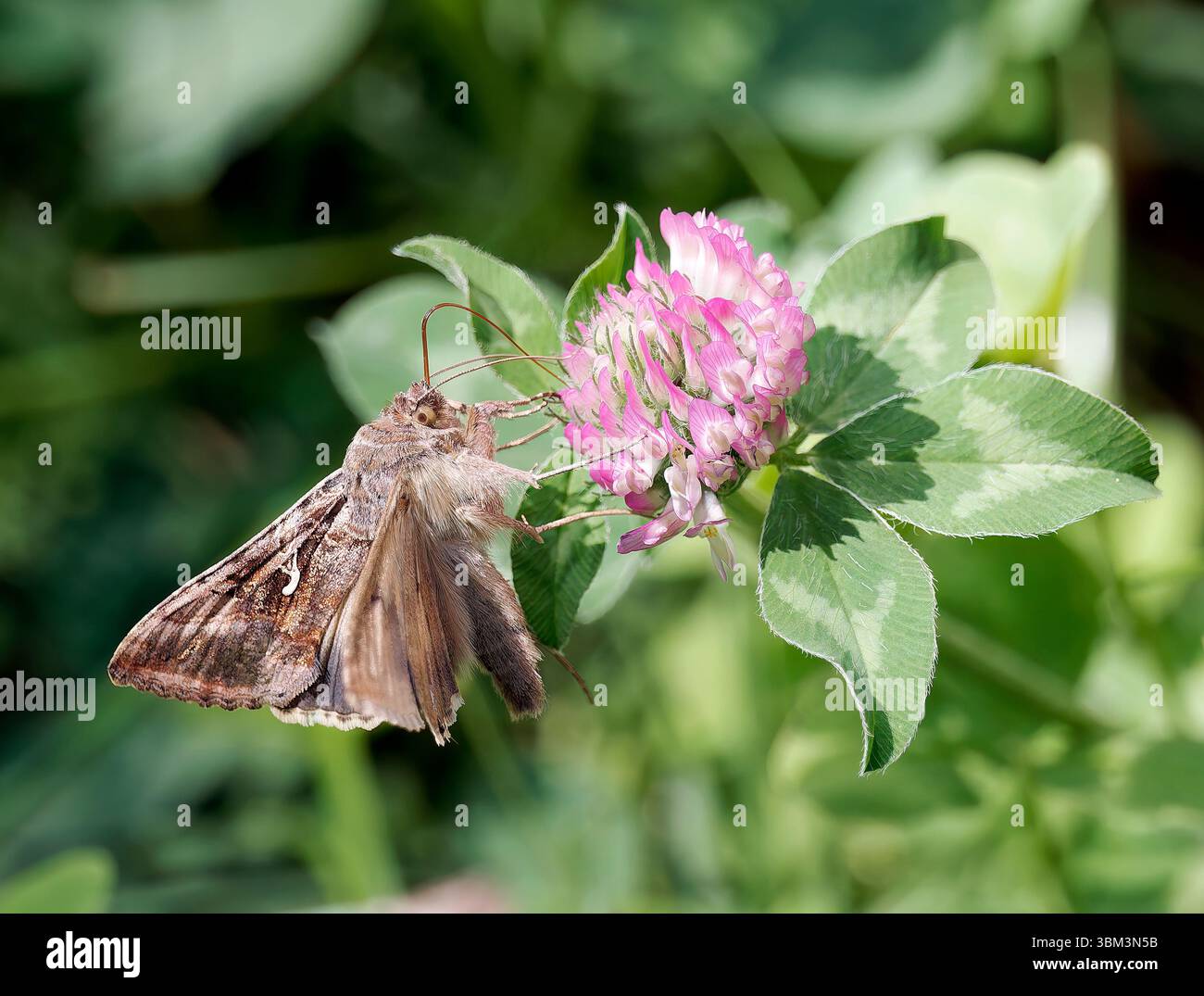 Silver Y, Gammaeule, Gamma, Autographa gamma, gamma-bagolylepke ...