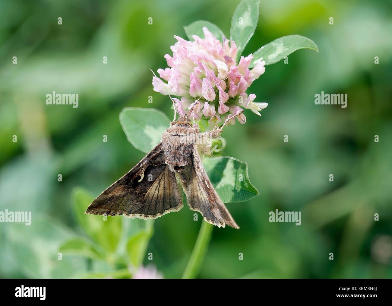Silver Y, Gammaeule, Gamma, Autographa gamma, gamma-bagolylepke ...