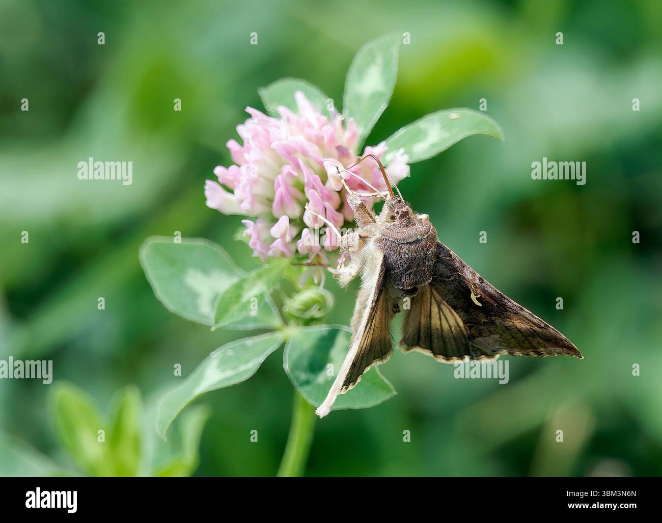 Silver Y, Gammaeule, Gamma, Autographa gamma, gamma-bagolylepke ...