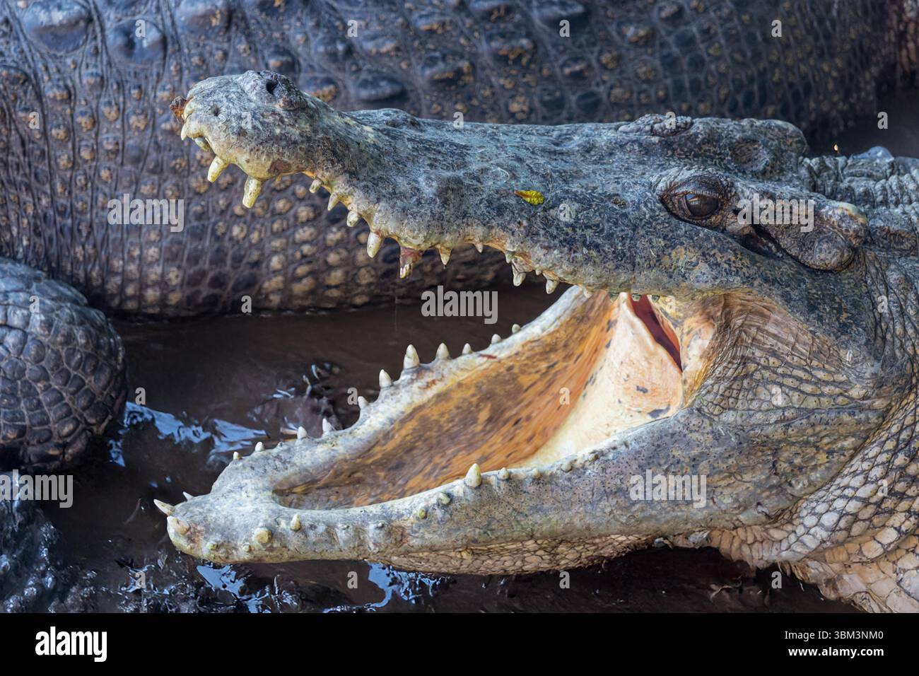 Swampy river bank in hi-res stock photography and images - Alamy