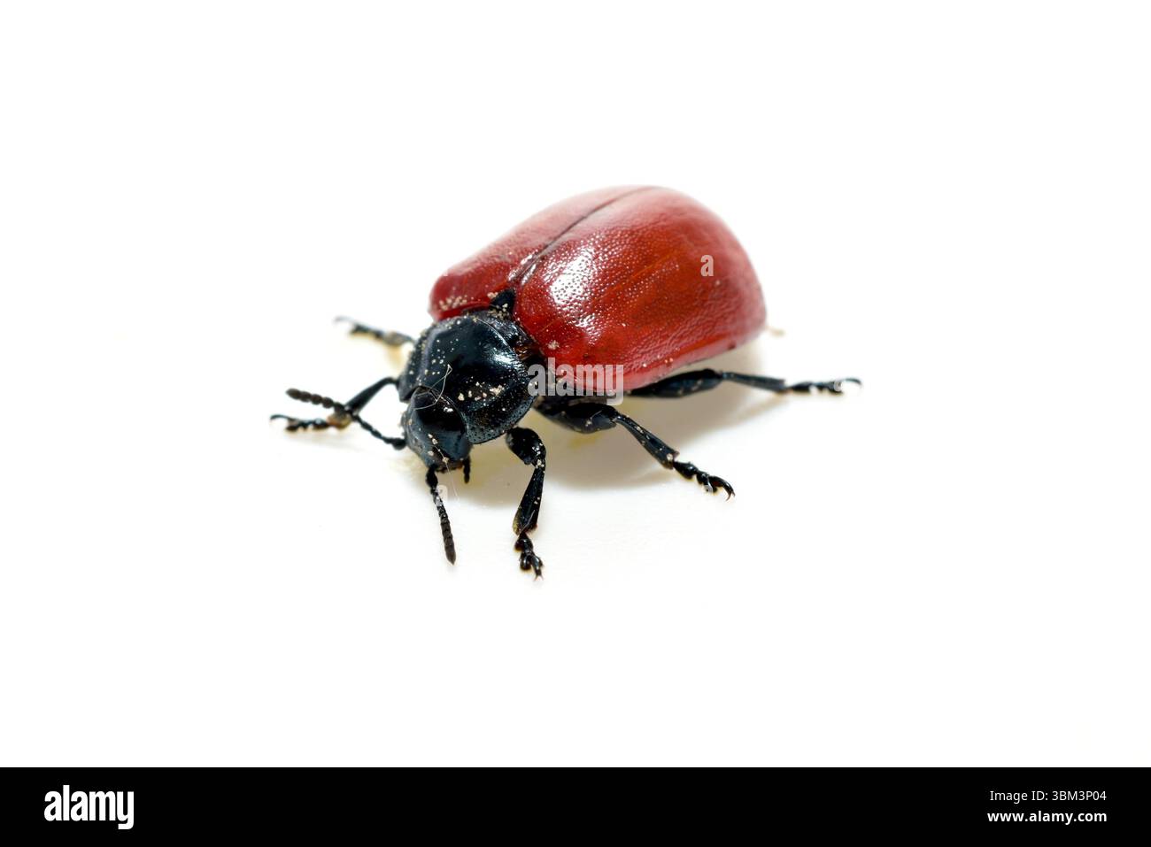 Red-winged poplar leaf beetle on a white background Stock Photo - Alamy