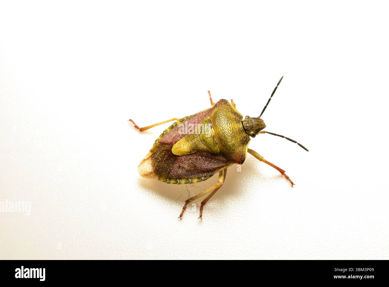 Black-whiskered shield bug from the family of true shield bugs, bug on ...