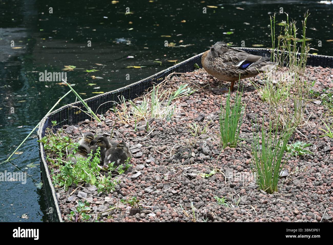 A female Mallard duck and her ducklings nesting on a pontoon in the ...