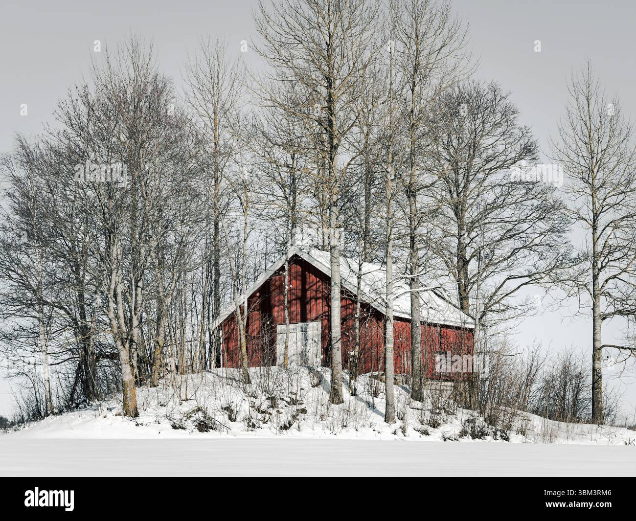 Red potato barn on a mound at Toten, Norway, in winter Stock Photo - Alamy