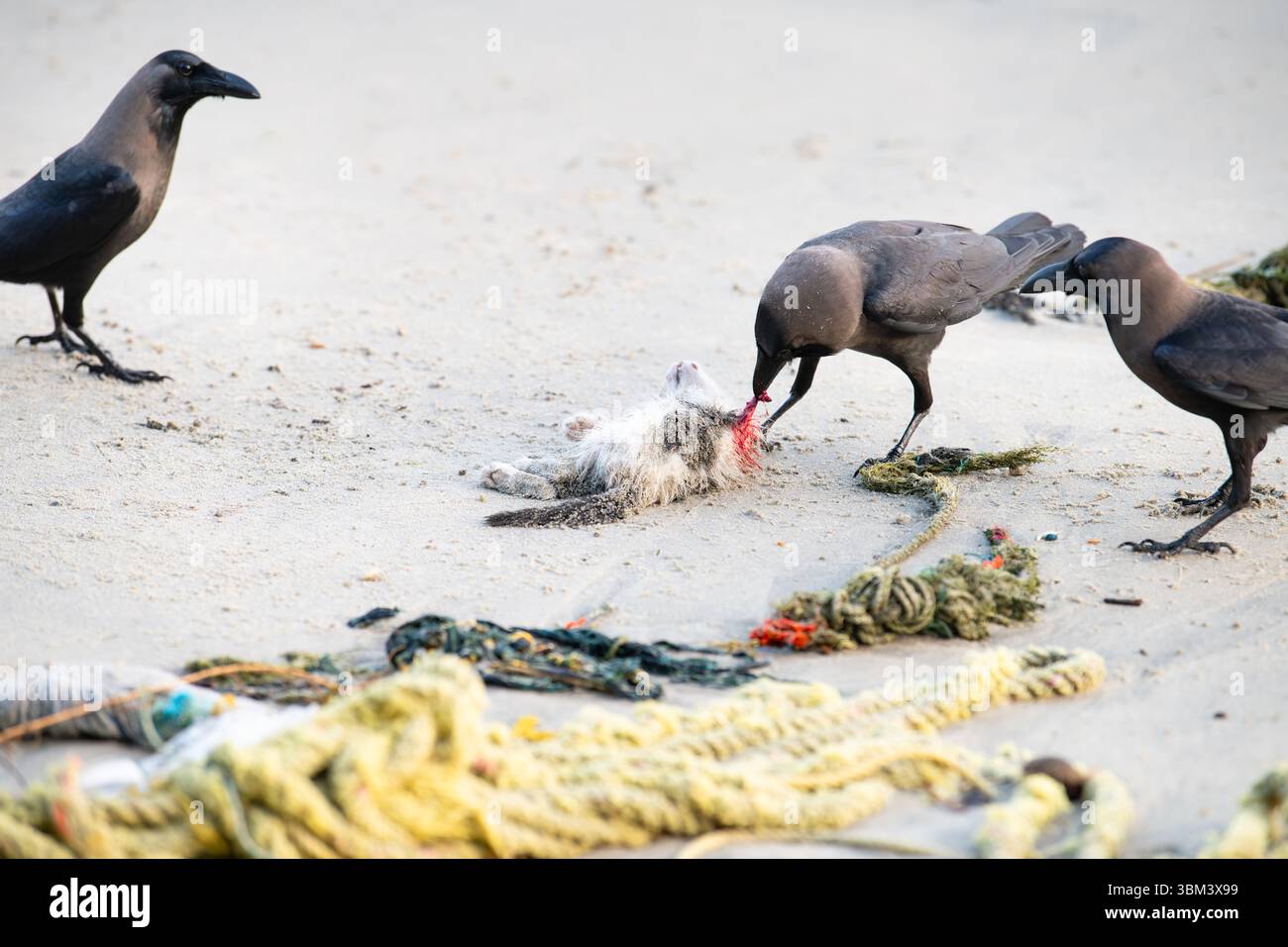 Black Raven Or Crow Bird Is Eating A Dead Cat On The Beach, Carcass ...