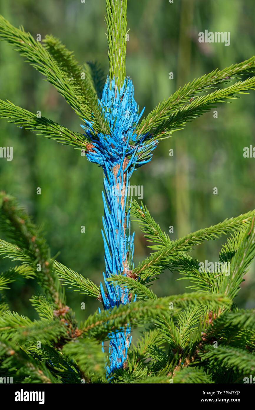 Taste deterrent hi-res stock photography and images - Alamy