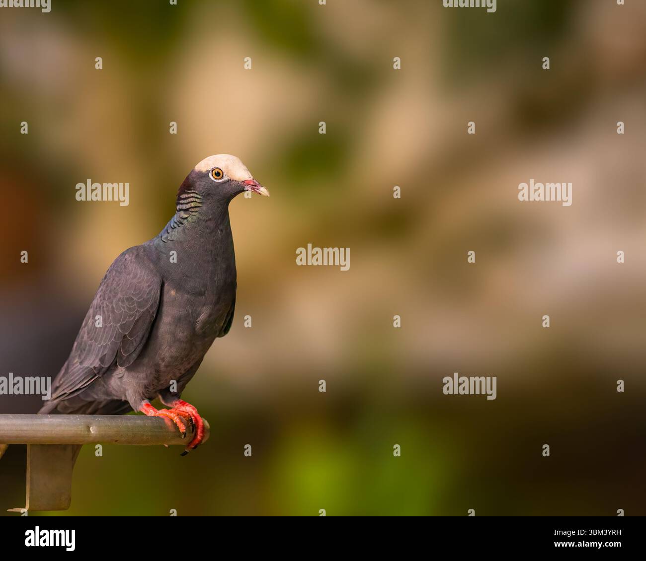 Common pigeon perched on railing hi-res stock photography and images ...