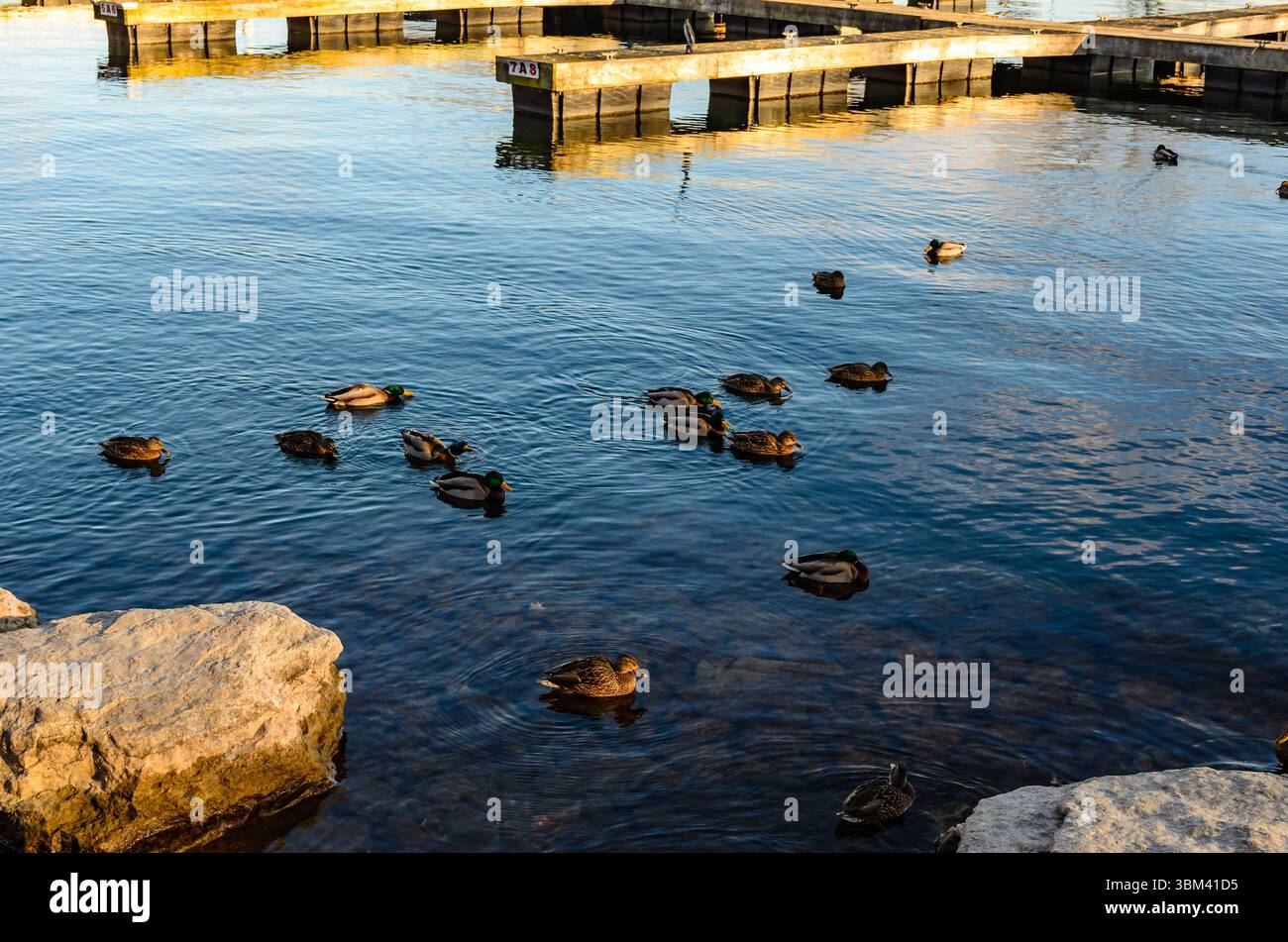Group of Mallard ducks and empty boat slips in a harbor during early ...