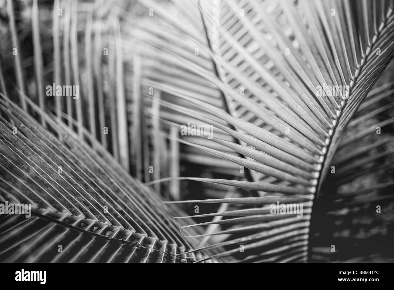 Natural art leaves Black and White Stock Photos & Images - Alamy