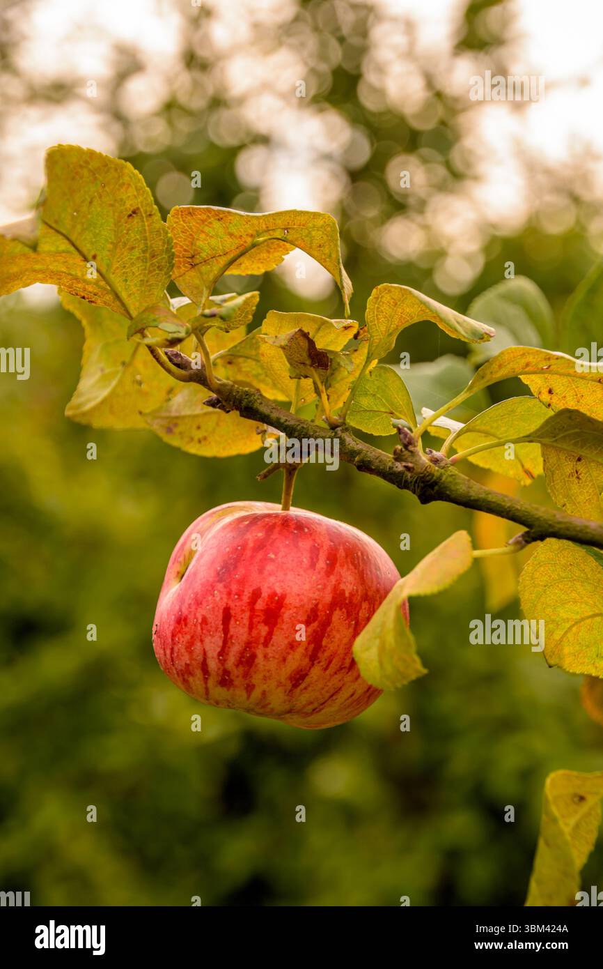 Red apple close-up on the apple tree Stock Photo - Alamy