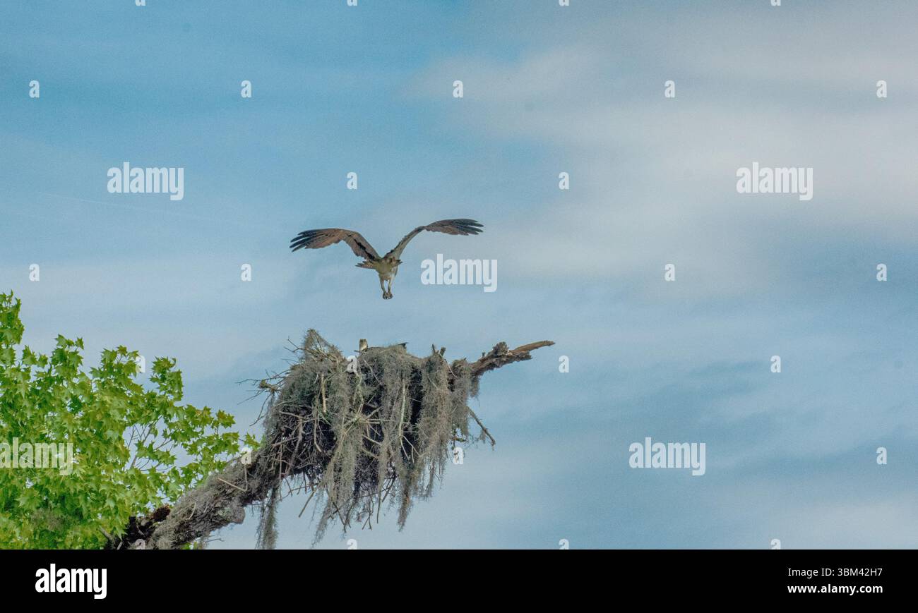 Birds along the Swampy river Stock Photo - Alamy