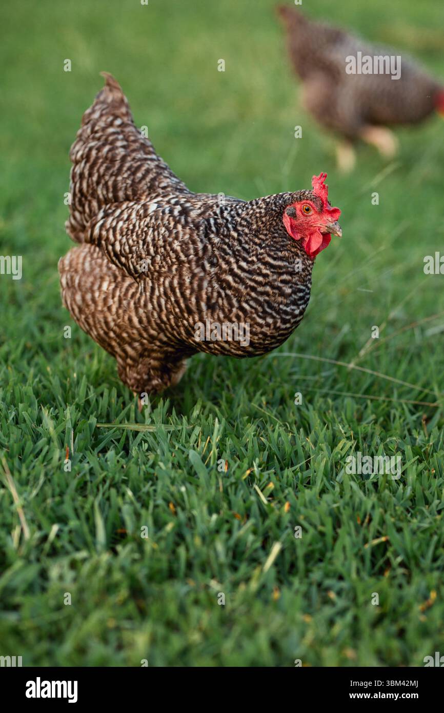 Barred rock free range hi-res stock photography and images - Alamy