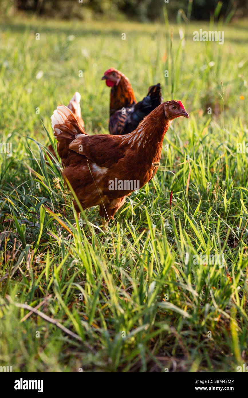 Isa brown chickens hi-res stock photography and images - Alamy