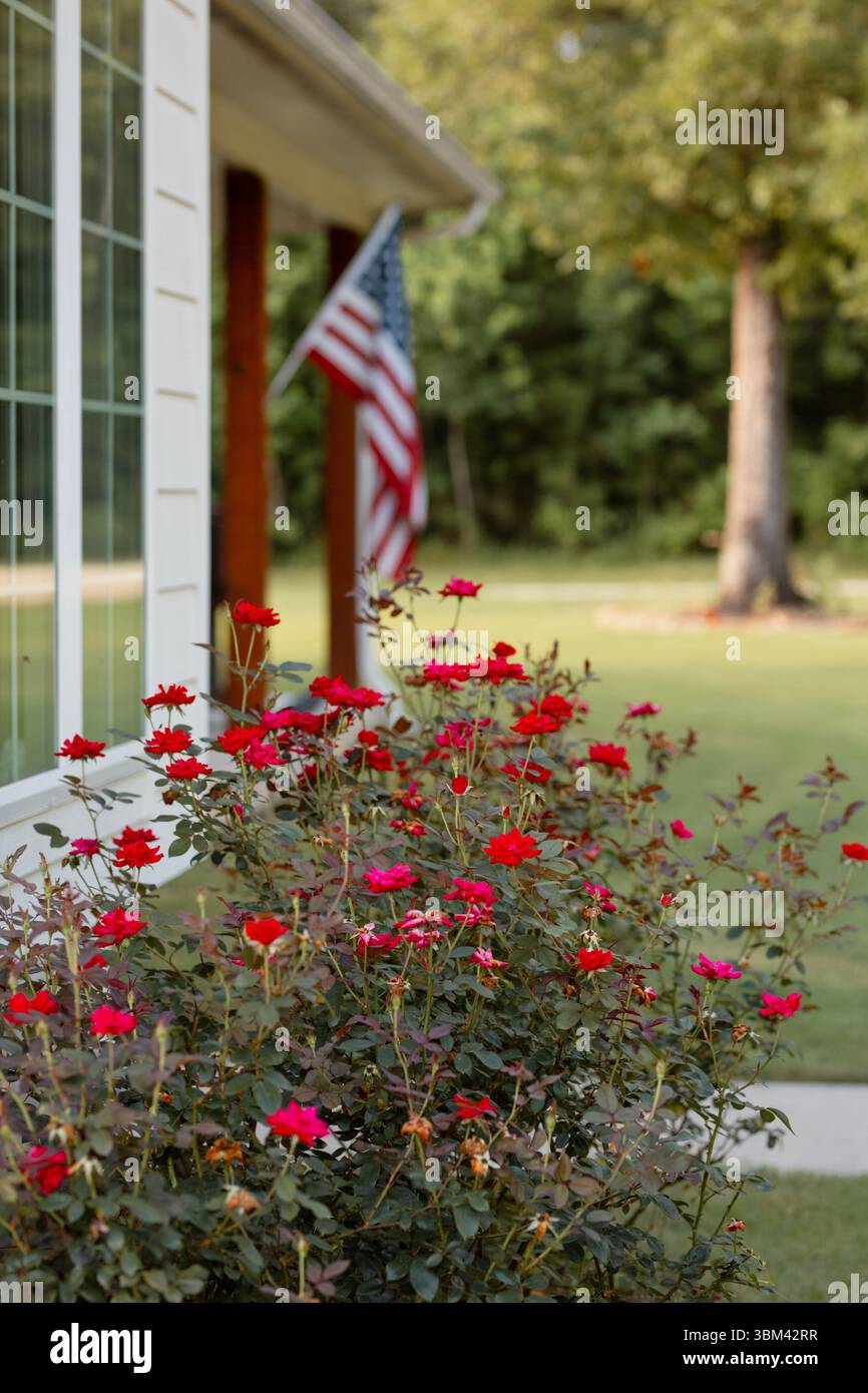 Texas roses hi-res stock photography and images - Alamy