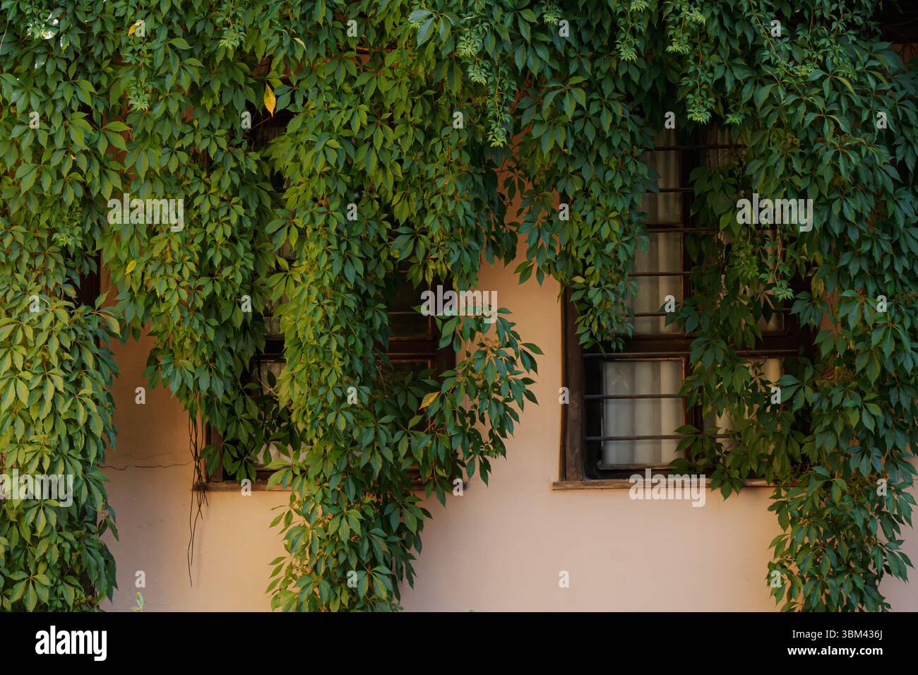 Lush green vines cascade hi-res stock photography and images - Alamy