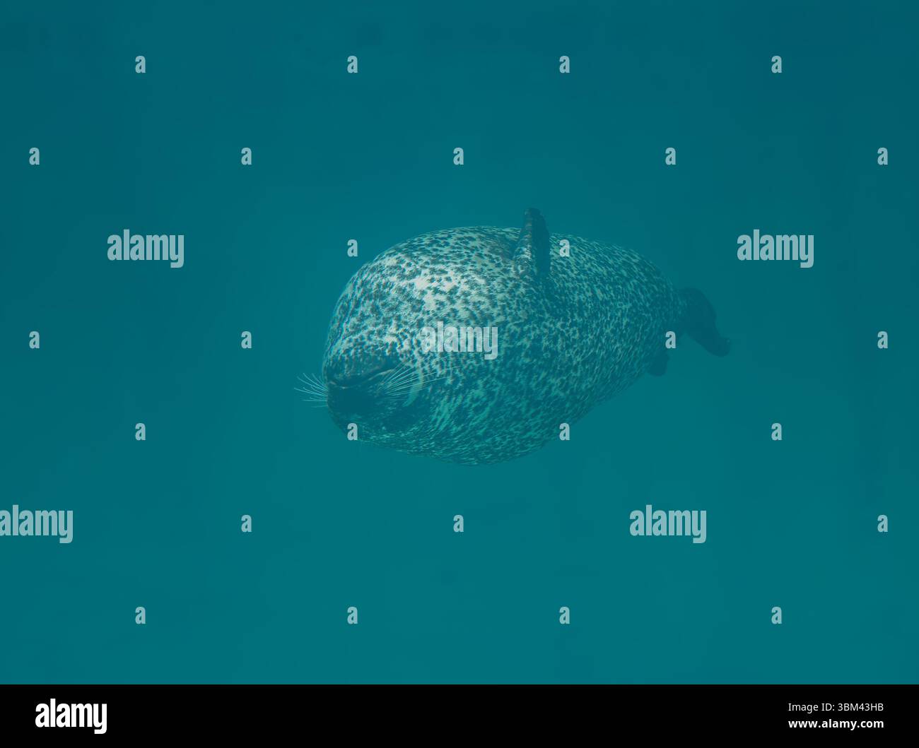 Spotted seal swimming in deep blue water with soft lighting and ...