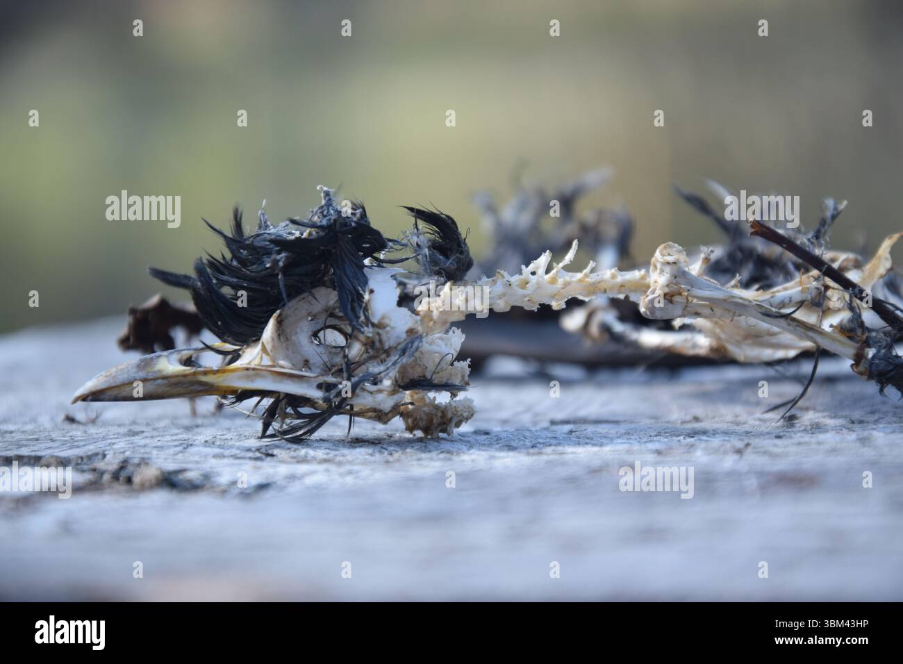 Decomposed corpse hi-res stock photography and images - Alamy