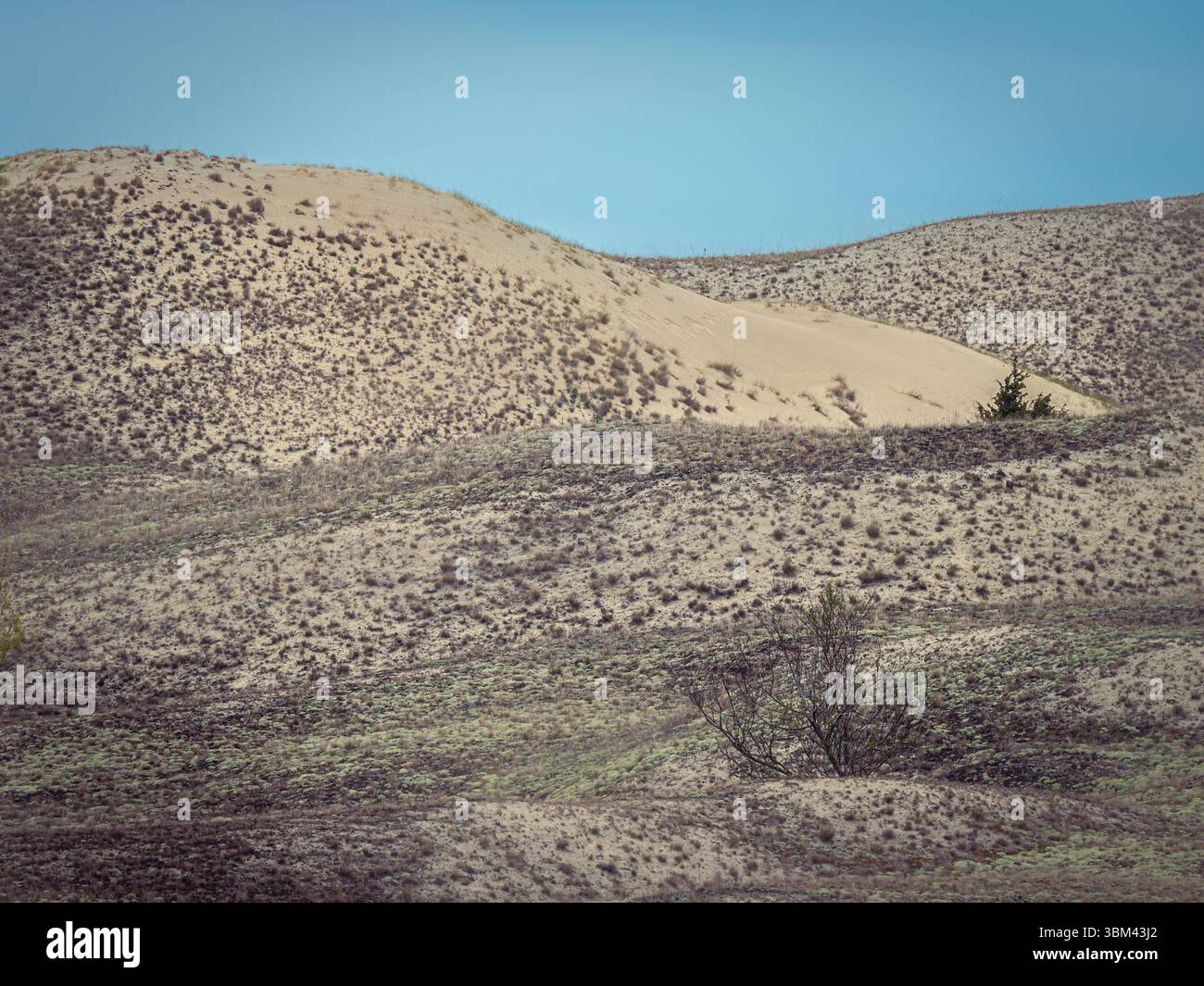 Wind-sculpted sand ripples and grass tufts on dune surface creating ...