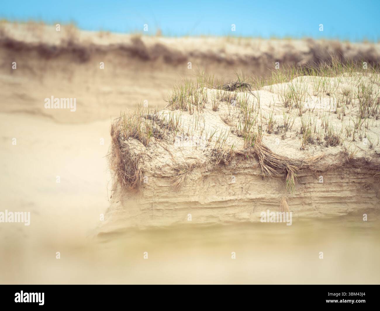 Wind-sculpted sand ripples and grass tufts on dune surface creating ...
