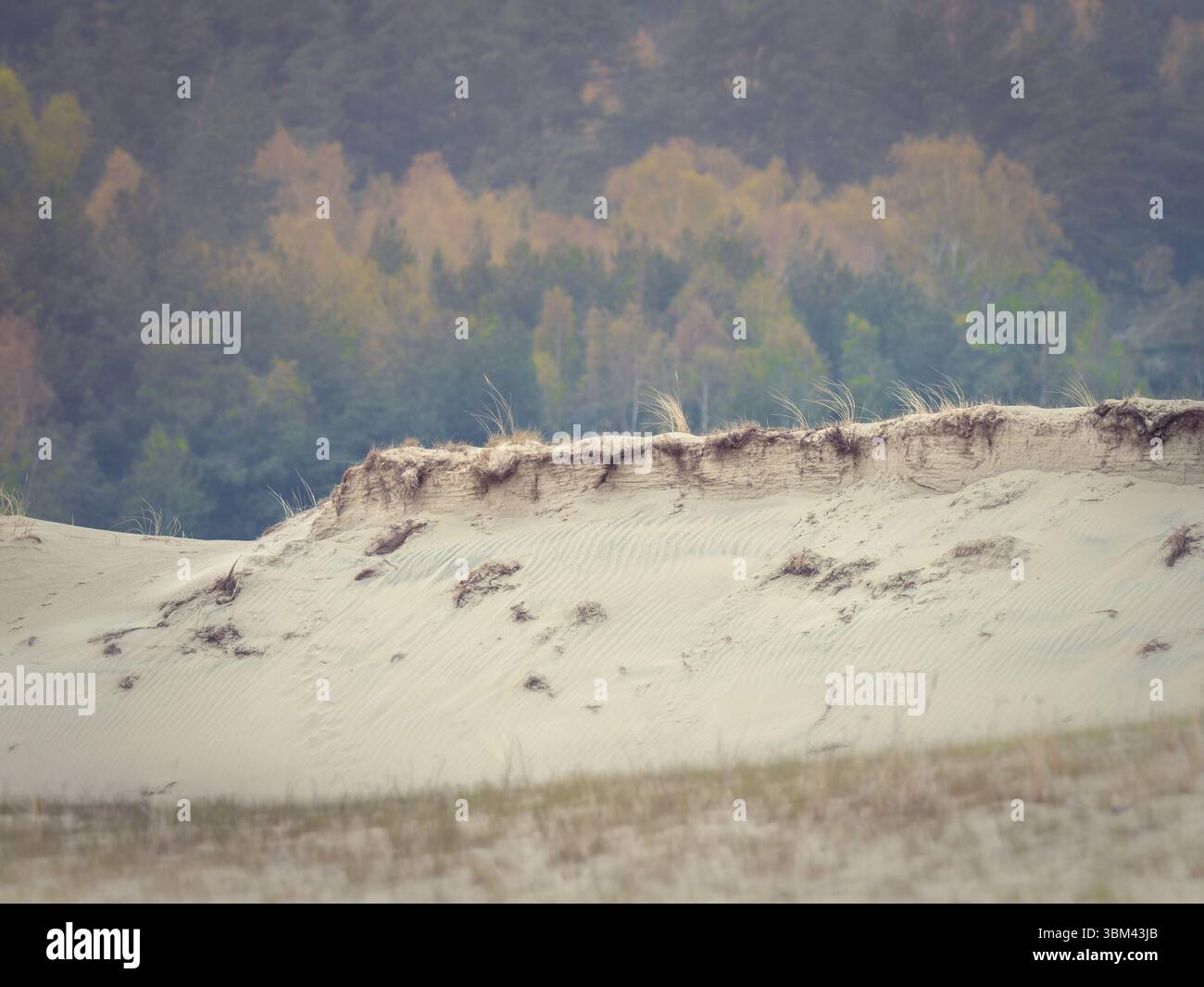 Wind-sculpted sand ripples and grass tufts on dune surface creating ...