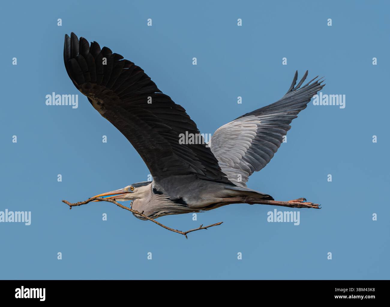 Grey heron flying with stick in beak during nest-building against clear ...