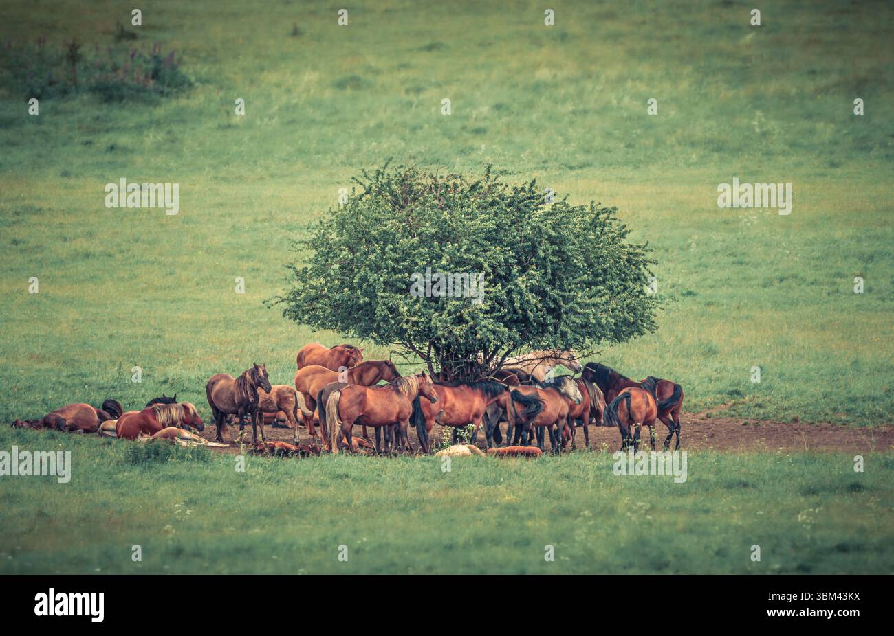 Lone single pasture hi-res stock photography and images - Alamy