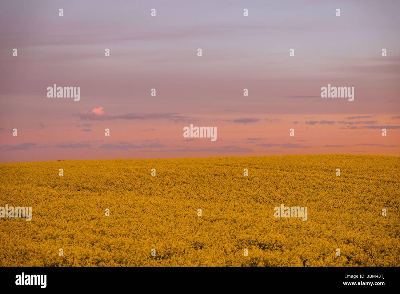 Vast yellow rapeseed field under hi-res stock photography and images ...