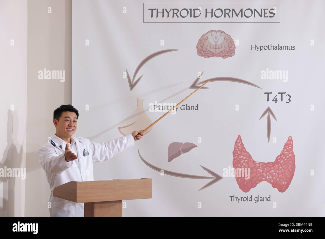 Study thyroid hormones hi-res stock photography and images - Alamy
