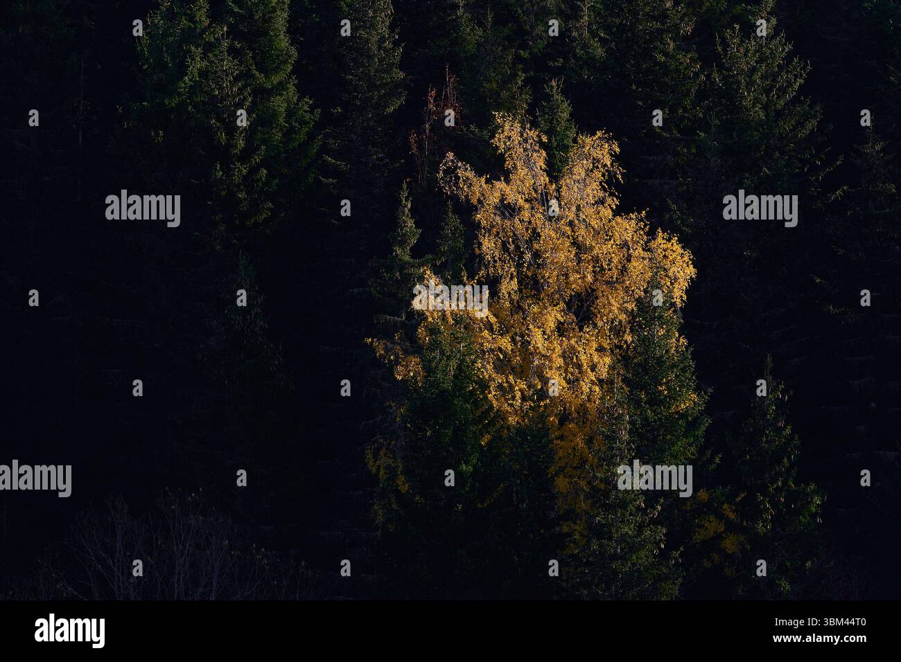 A birch tree of the Totenaasen Hills, Norway, in fall Stock Photo - Alamy