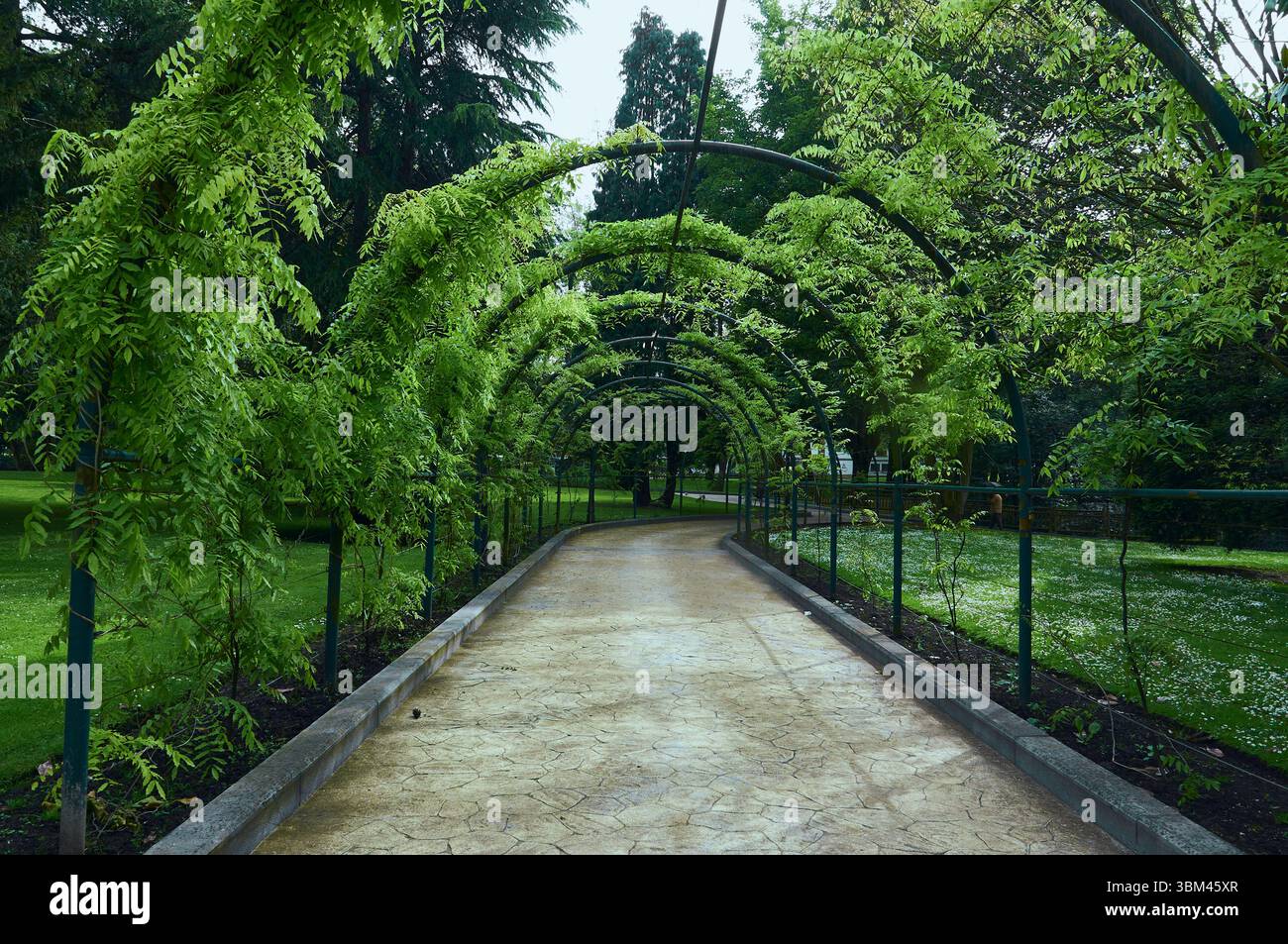 A peaceful path beneath lush green arches creates a magical and shaded ...