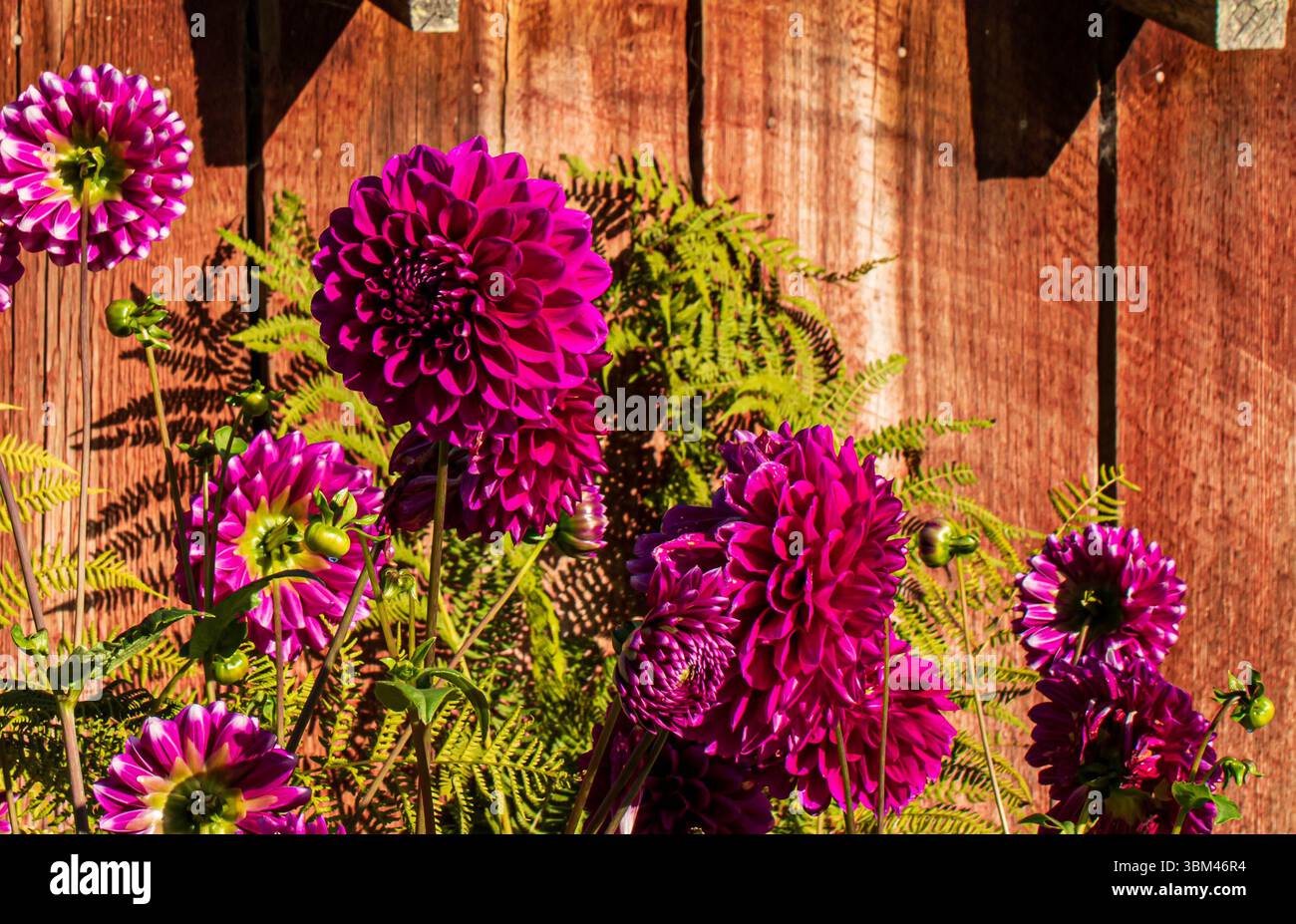 Magenta building hi-res stock photography and images - Alamy